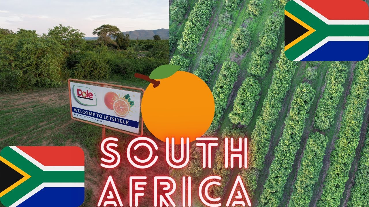 4k Drone Dole owned orange farm Letsitele South Africa - YouTube