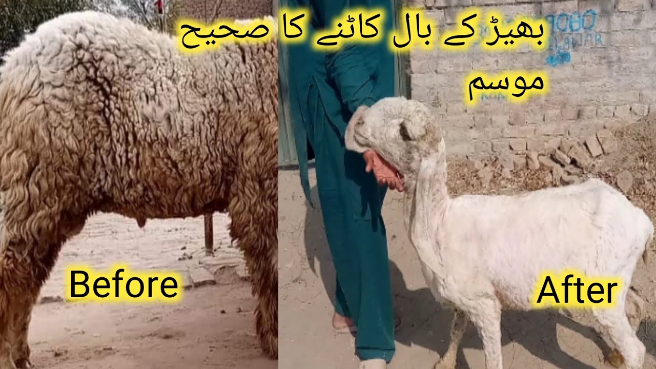 Amazing Sheep Hair Cutting After and Before Full Video - YouTube