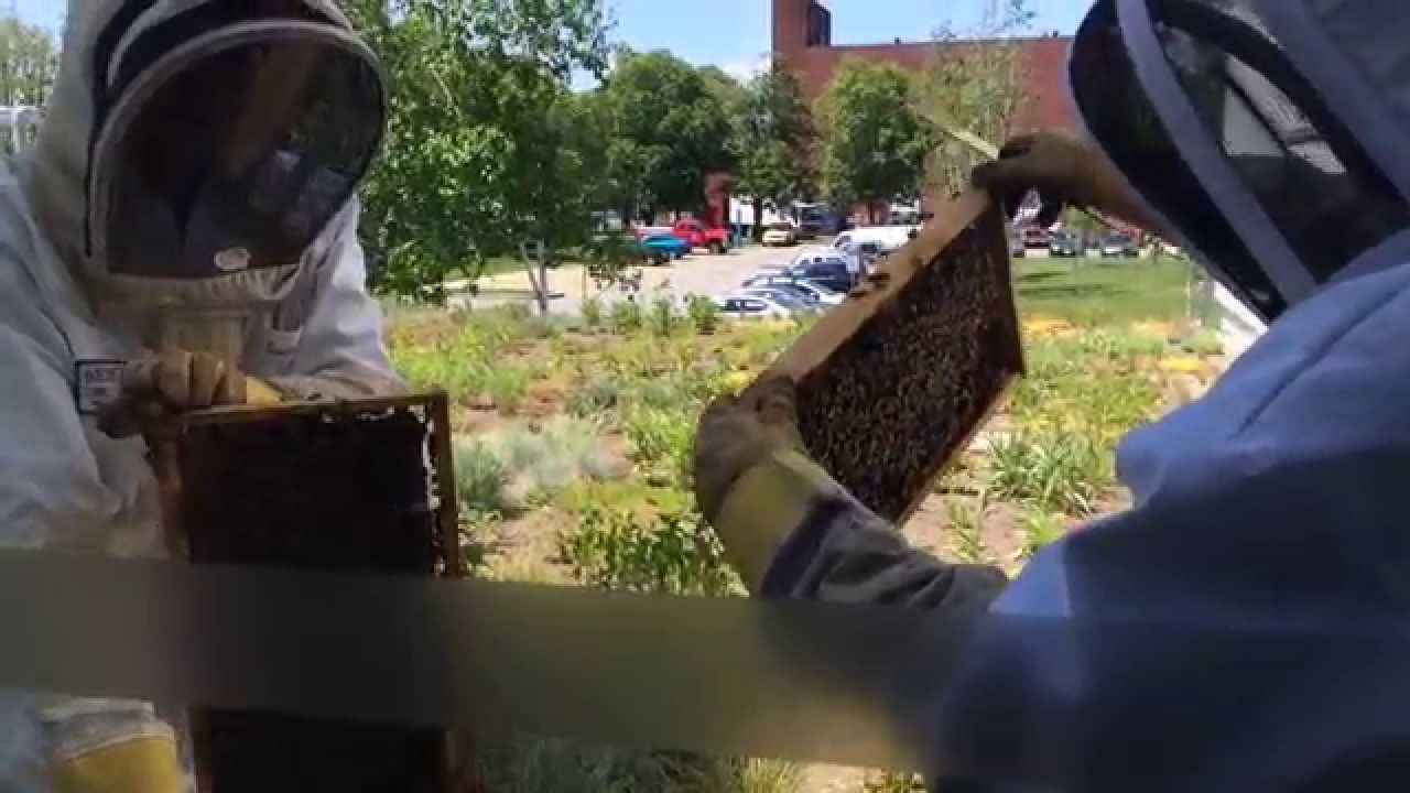 Harvard Business School Batten Hall Bees - YouTube