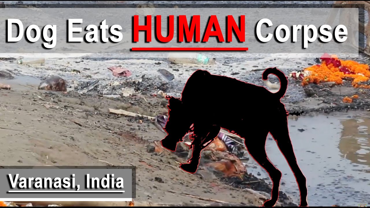 Dog Chews on Human Corpse / Bones - Varanasi, India - YouTube