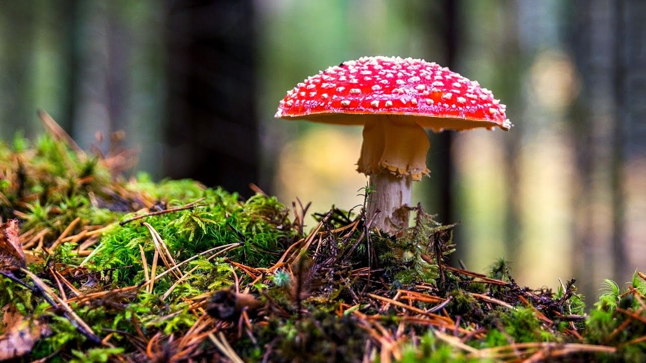 2 HOURS ULTIMATE SPRING COMBINATION WITH RELAXING MUSIC, BIRDS &WATER ...