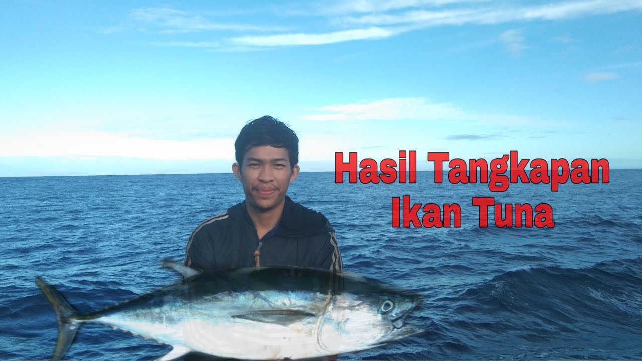 Hasil Tangkapan Ikan Tuna Besar di Kapal Long Line - YouTube
