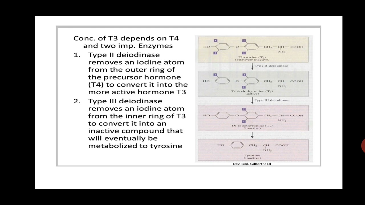 process of Hormonal control in metamorphosis - YouTube