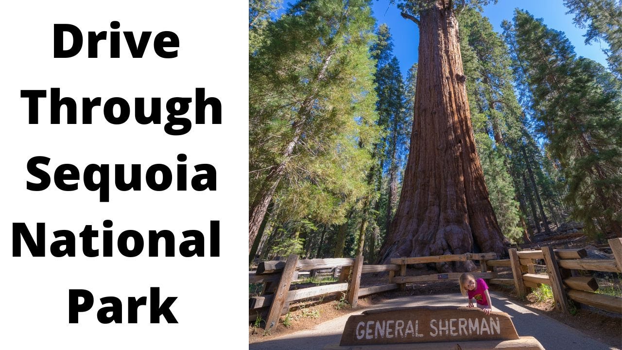 Sequoia National Park Drive From South Real Time Through Log Tunnel and ...