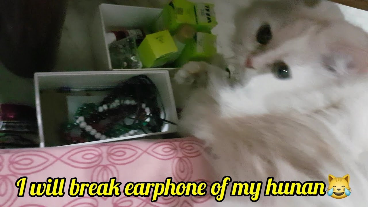 WHITE CAT HIT THE FAN MULTIPLE TIMES🙀 - YouTube