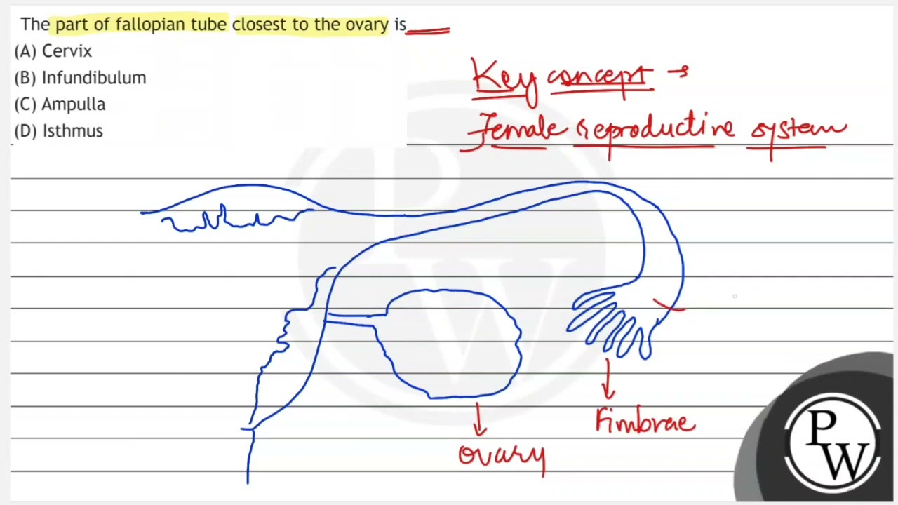 Fallopian Tube Ampulla