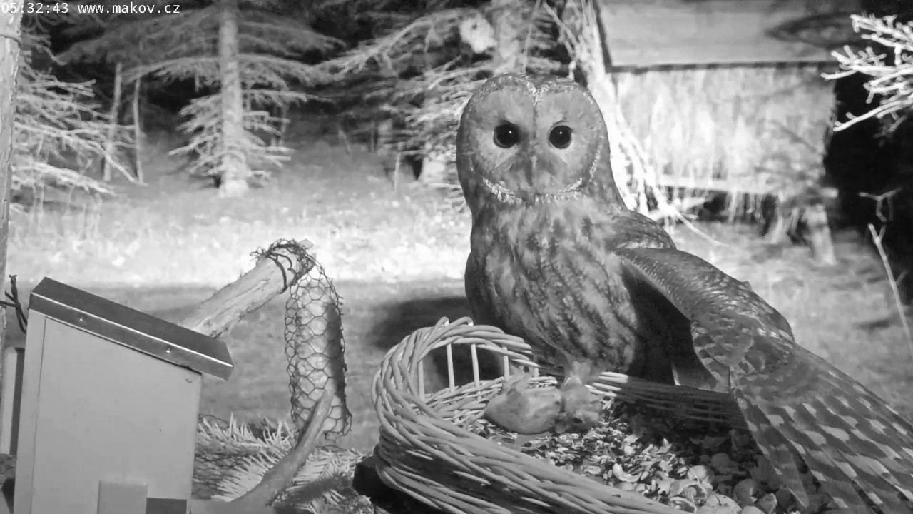 Hunting Owl - YouTube