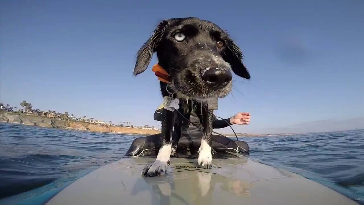 Puppies first surf in So CAl - YouTube