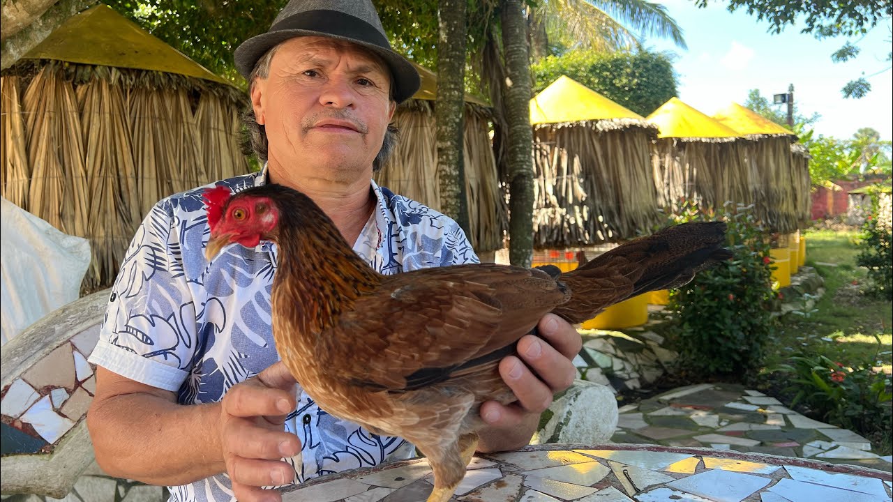 Disponible Samuel Cardona muestra pollas ya de postura 809-608-8150 ...