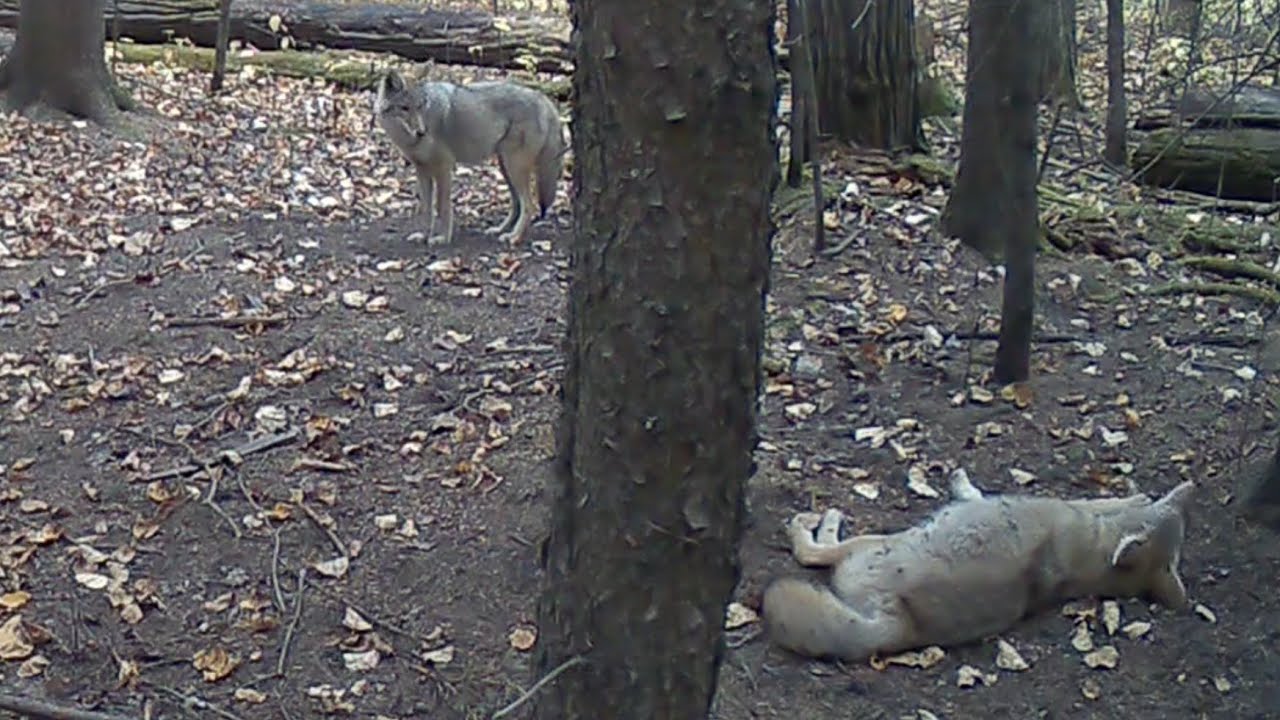 Coyote Howl (Lazy Howl) - YouTube