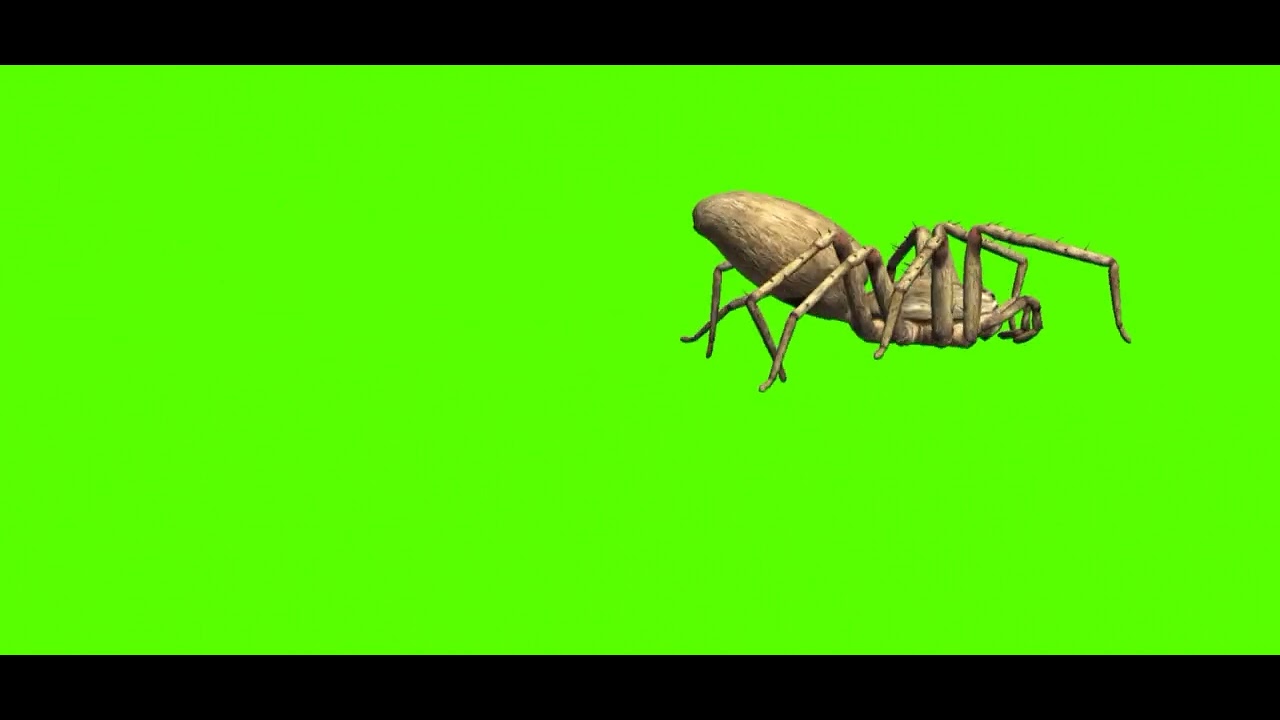 Green Screen Spider Running | Green Screen Cartoon | @syedashahtv - YouTube