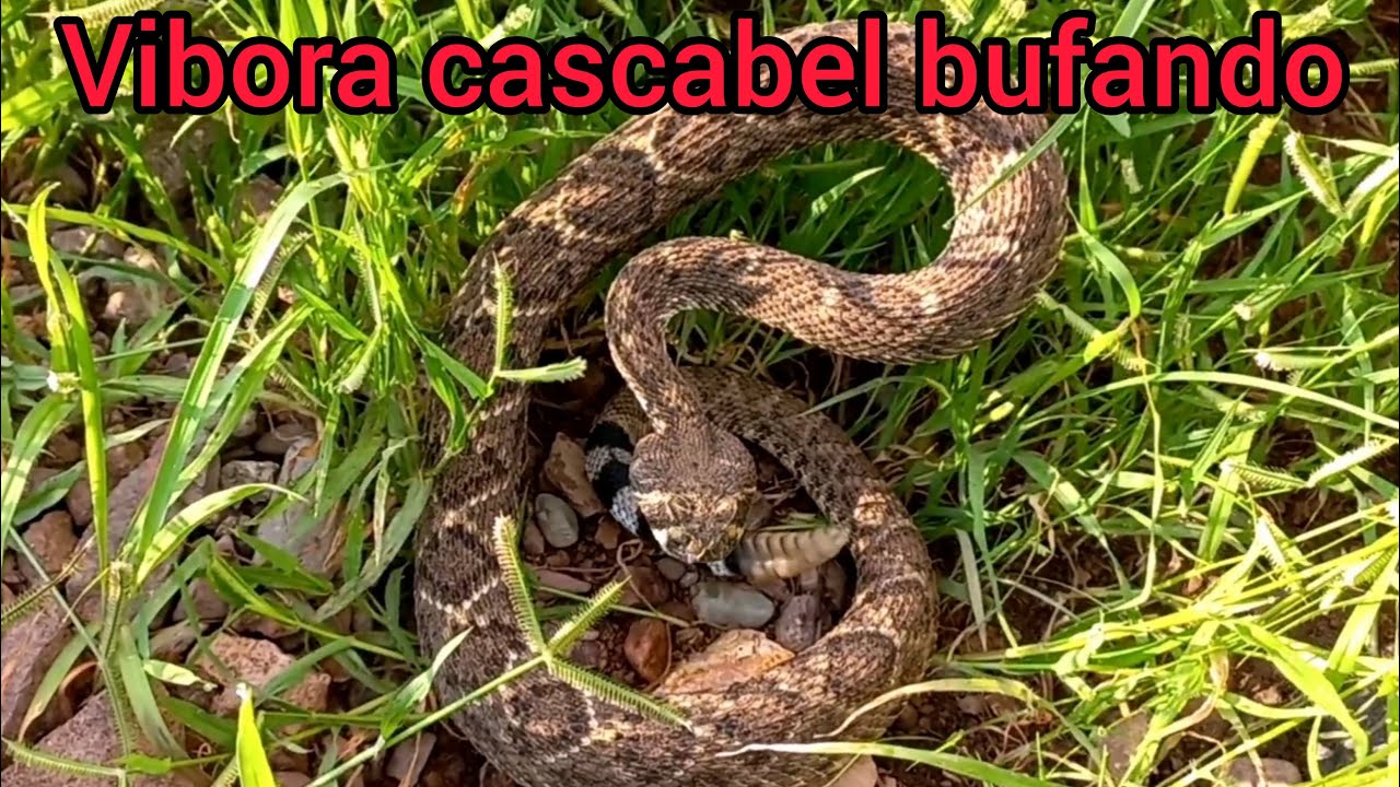 Vibora cascabel diamantada - YouTube