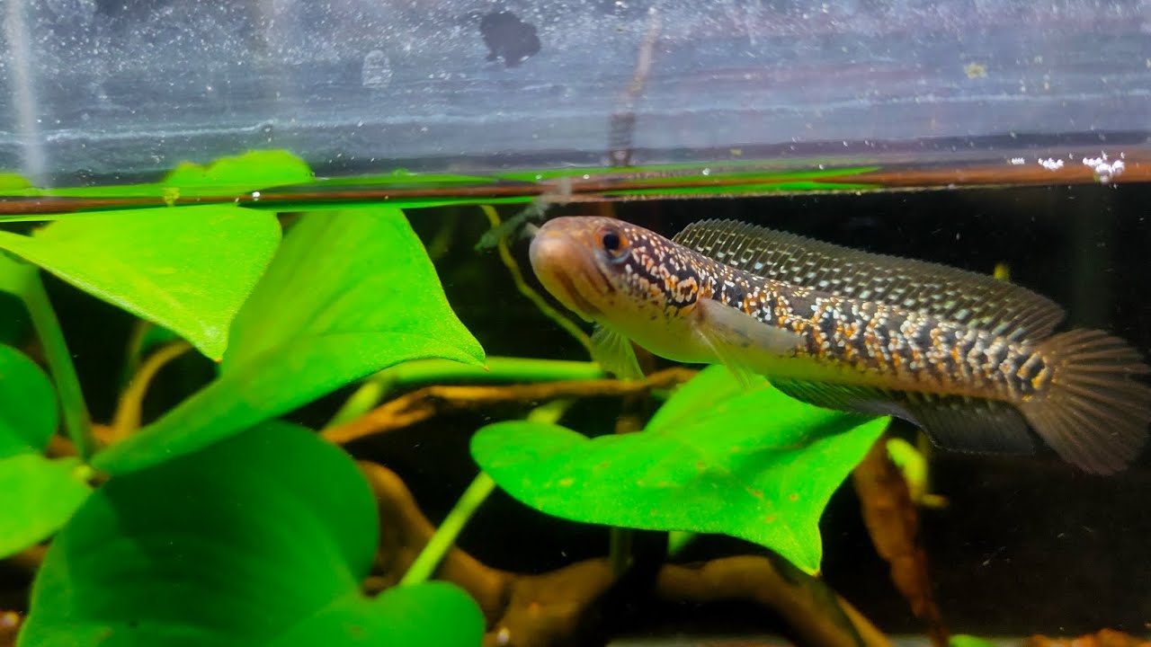 Channa asiatica rsp kalimaya yang bagus untuk di progres mutiara sampai ...