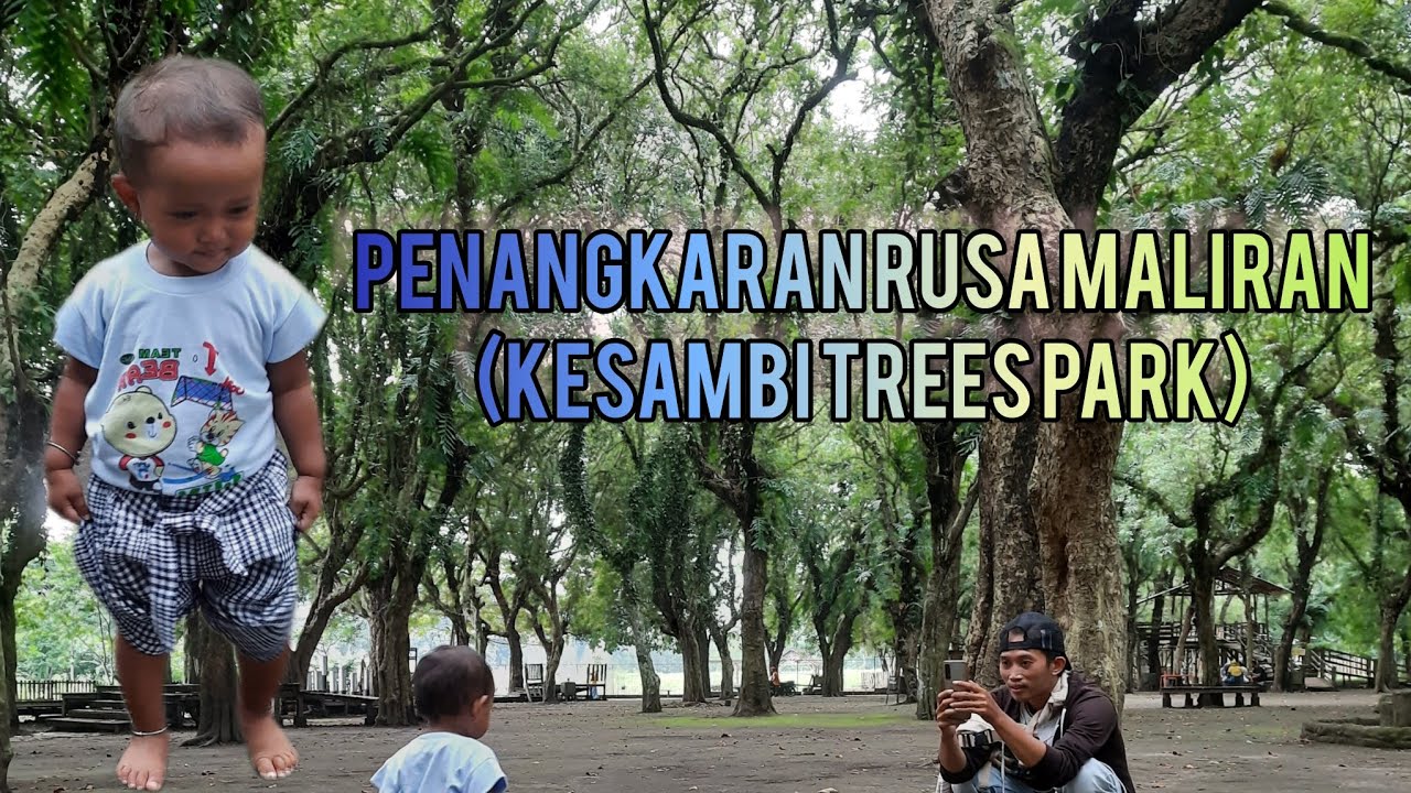Penangkaran Rusa Maliran (Kesambi Trees Park) @Delishabungah - YouTube