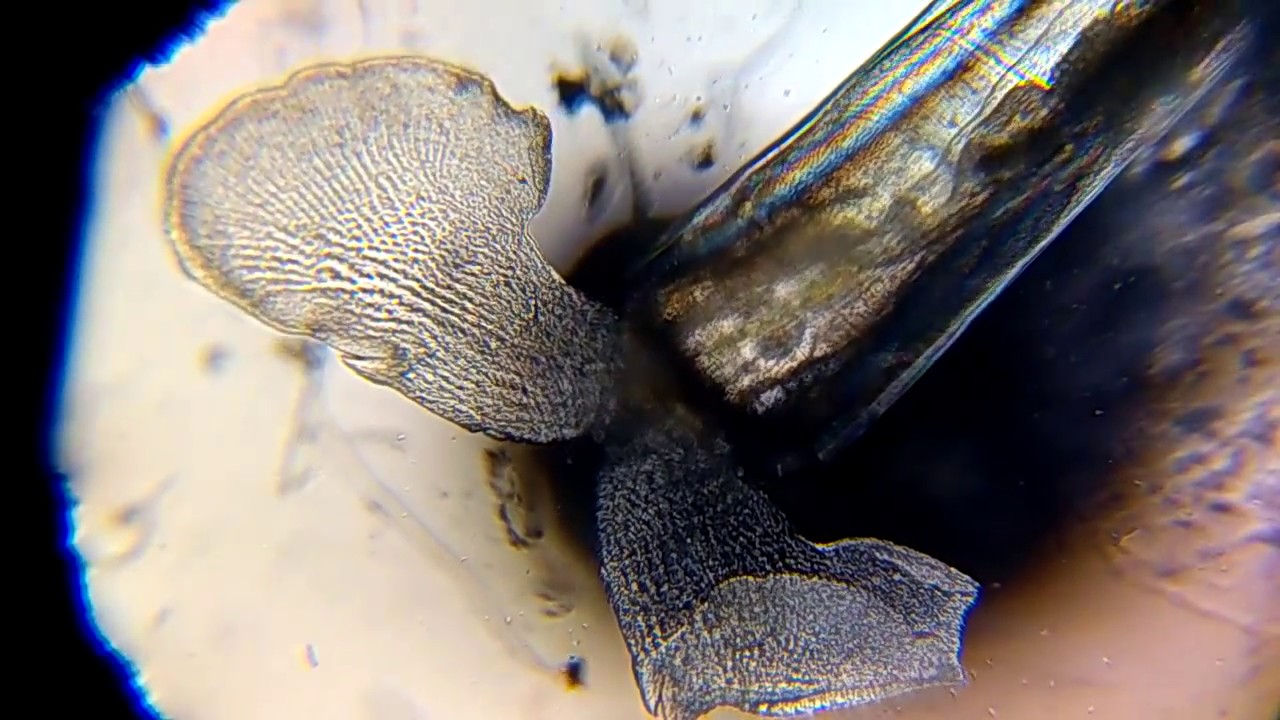 蜻蜓角駝蝶螺Creseis acicula - YouTube