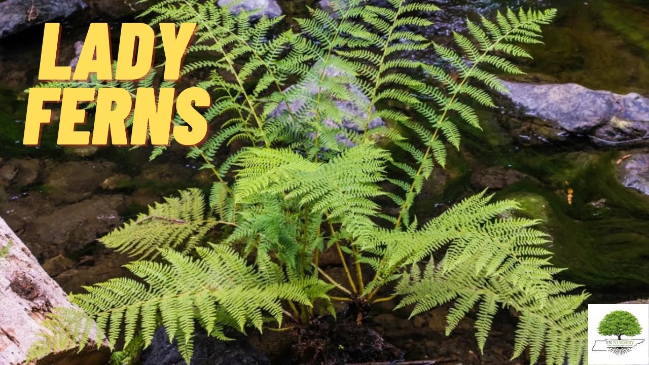 Lady Ferns - TN Nursery - YouTube