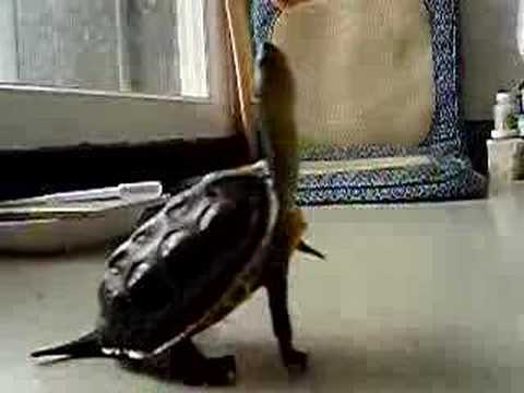 turtle stand up - YouTube