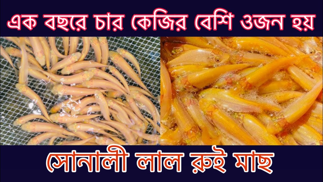 ৪ কেজির বেশি ওজন হয় ১ বছরে সোনালী হাইব্রিড রুই মাছ | Hybrid Sonali Roi ...