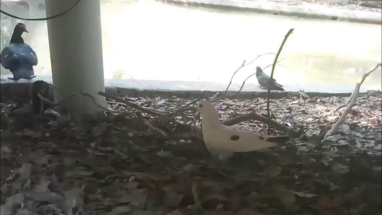 Highflyer pigeons in Allen forest zoo kanpur || inside view of the bird ...