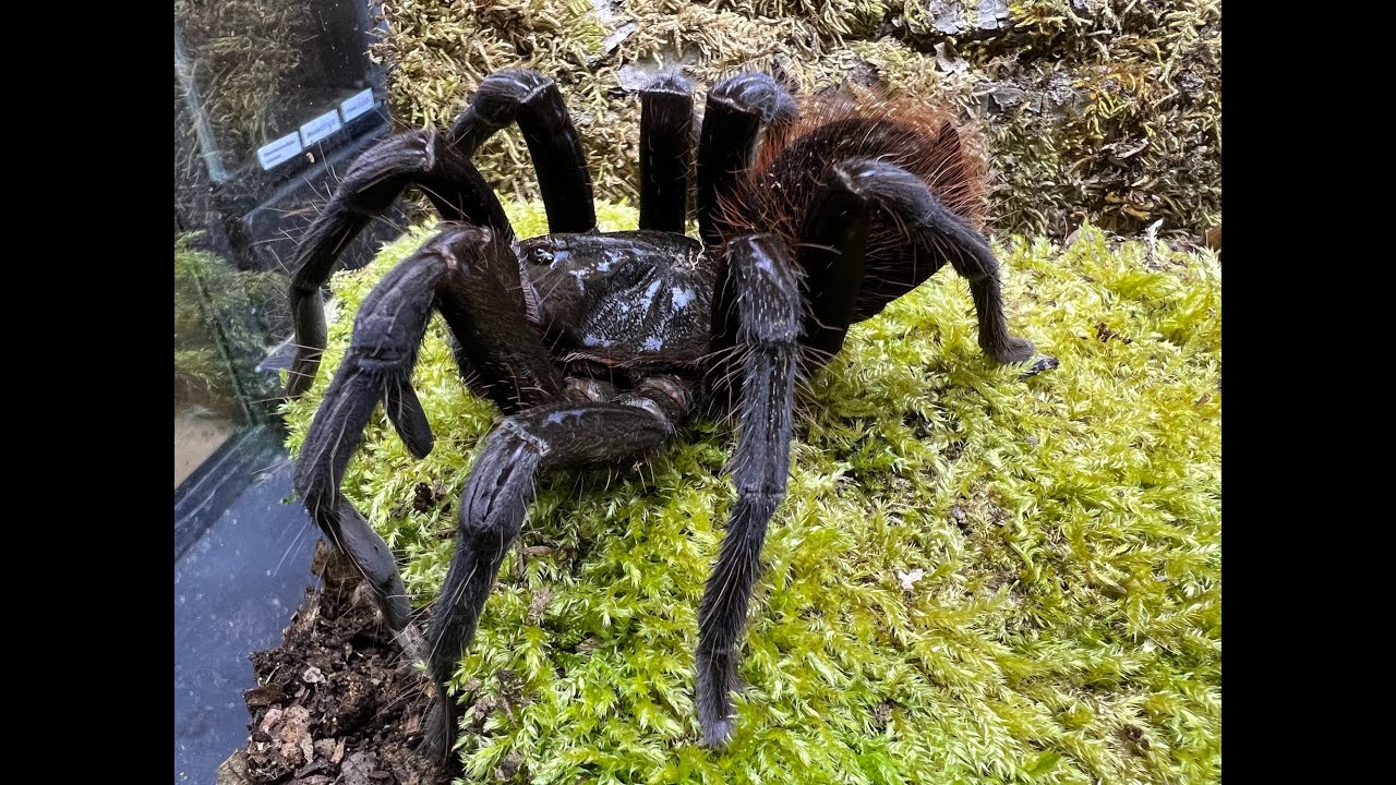 Pamphobeteus petersi, Red Bloom Birdeater rehouse - YouTube