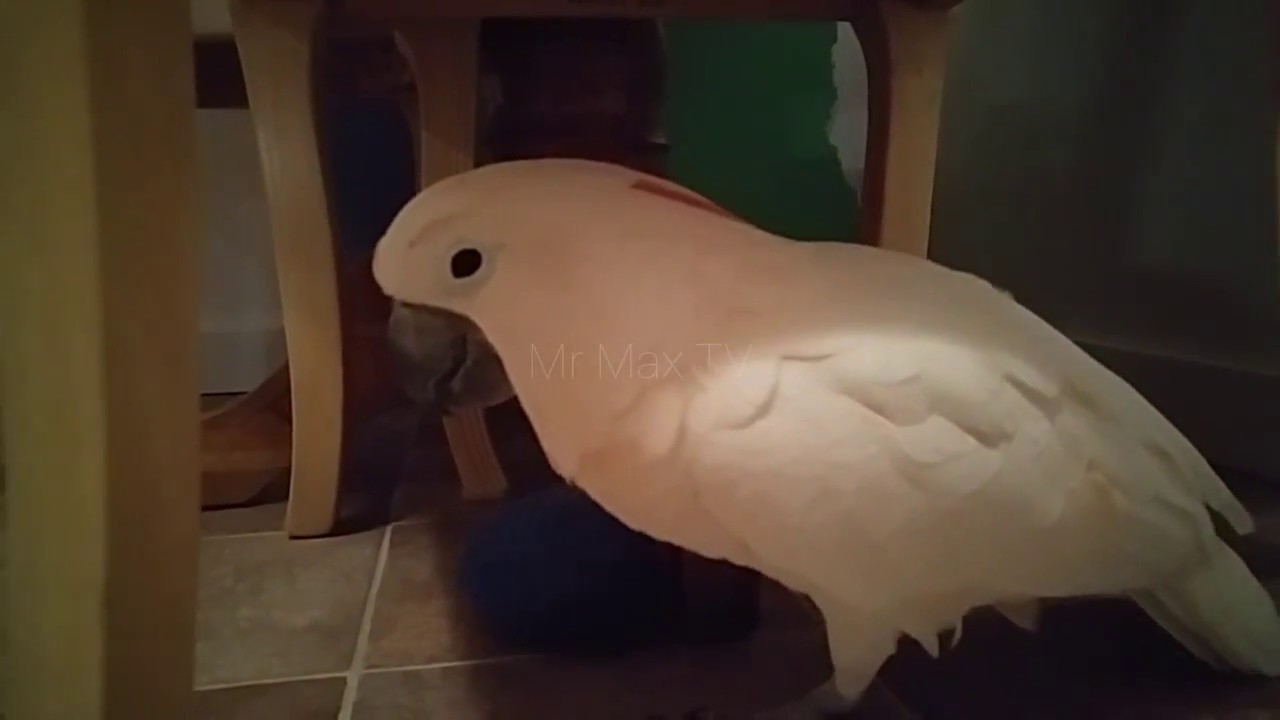 "I'm My Own Bird And Will Do What I Want" - YouTube