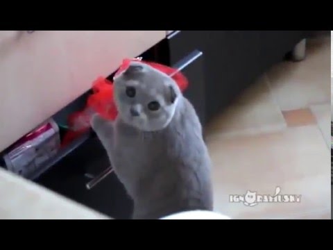 Sahibine Yakalanan Kedi Bakın Ne Yaptı !