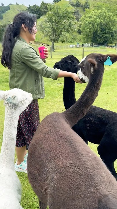 The attack of alpacas🤯 #alpaca #travel #travelvlog #funny #shorts #newzealand - YouTube