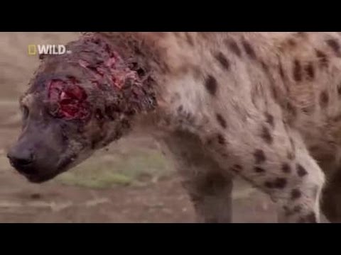 Aslan Ve Sirtlanlarin Ölumune Mucadelesi 2016