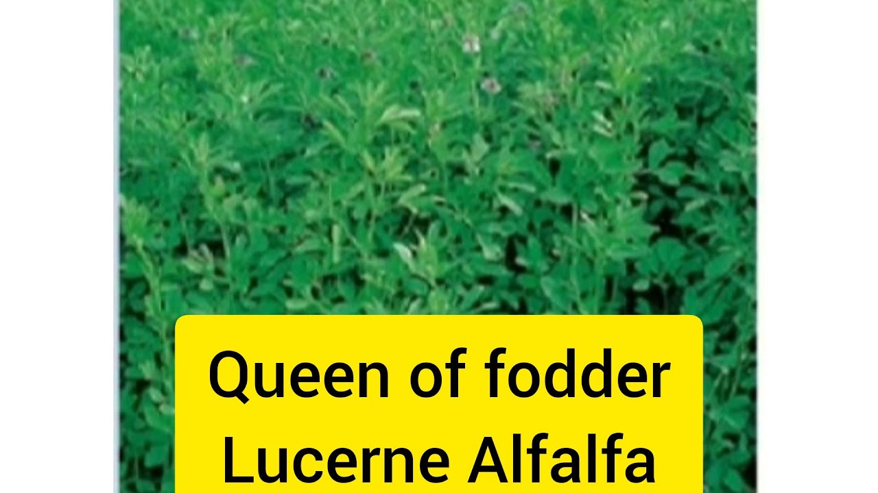 QUEEN OF FODDER CROP- LUCERNE ALFALFA - YouTube