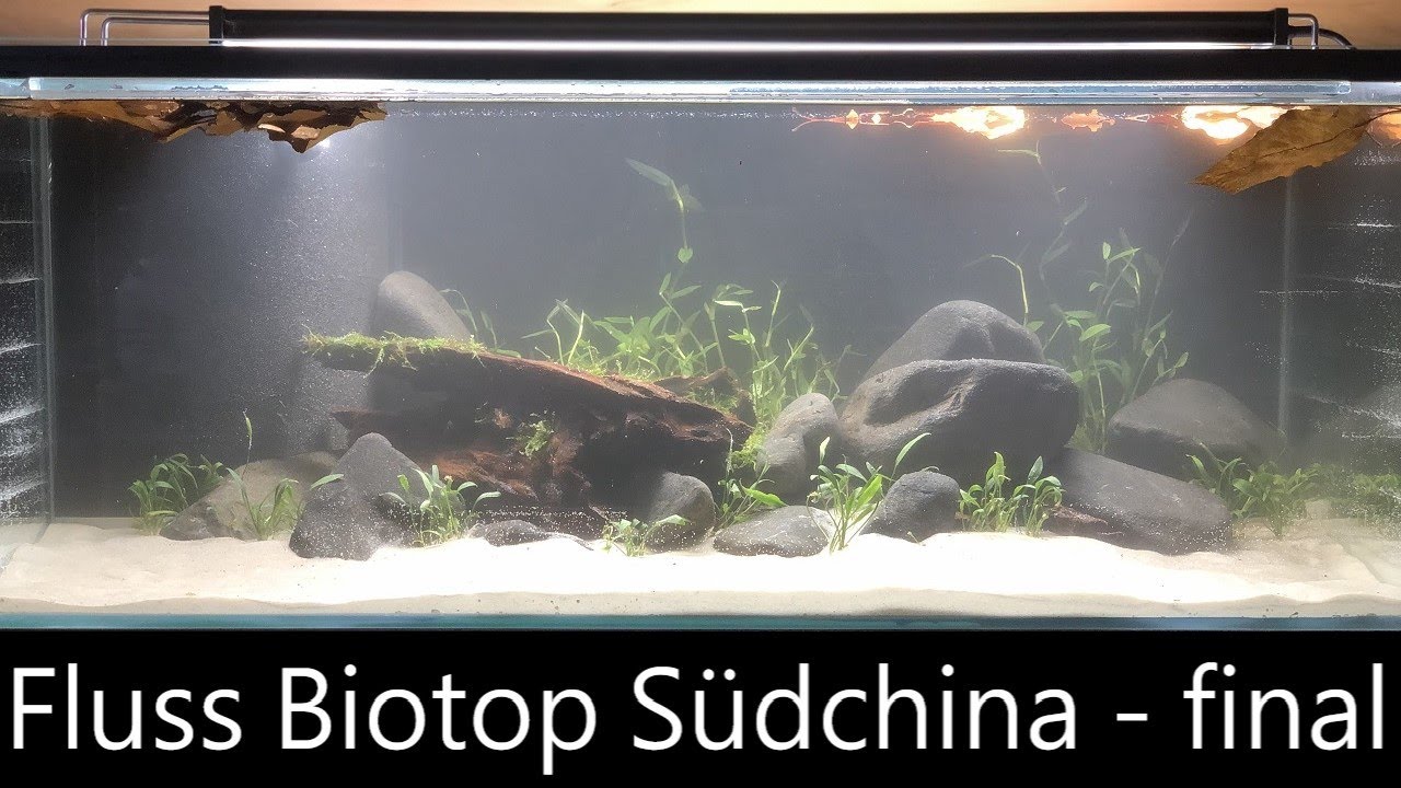 Fluss Biotop einrichten - Südchina (Teil 2 - Bepflanzung & finales ...
