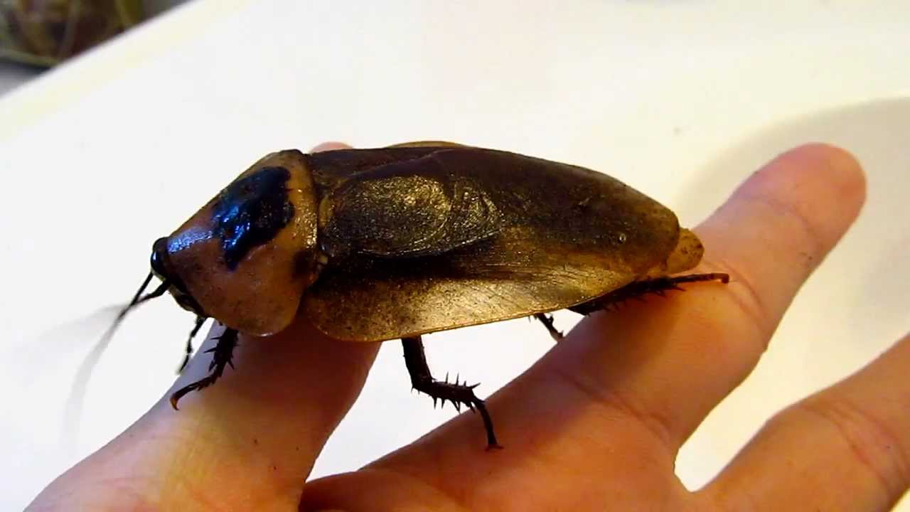 Giant Cockroach ( Blaberus Giganteus ) - YouTube