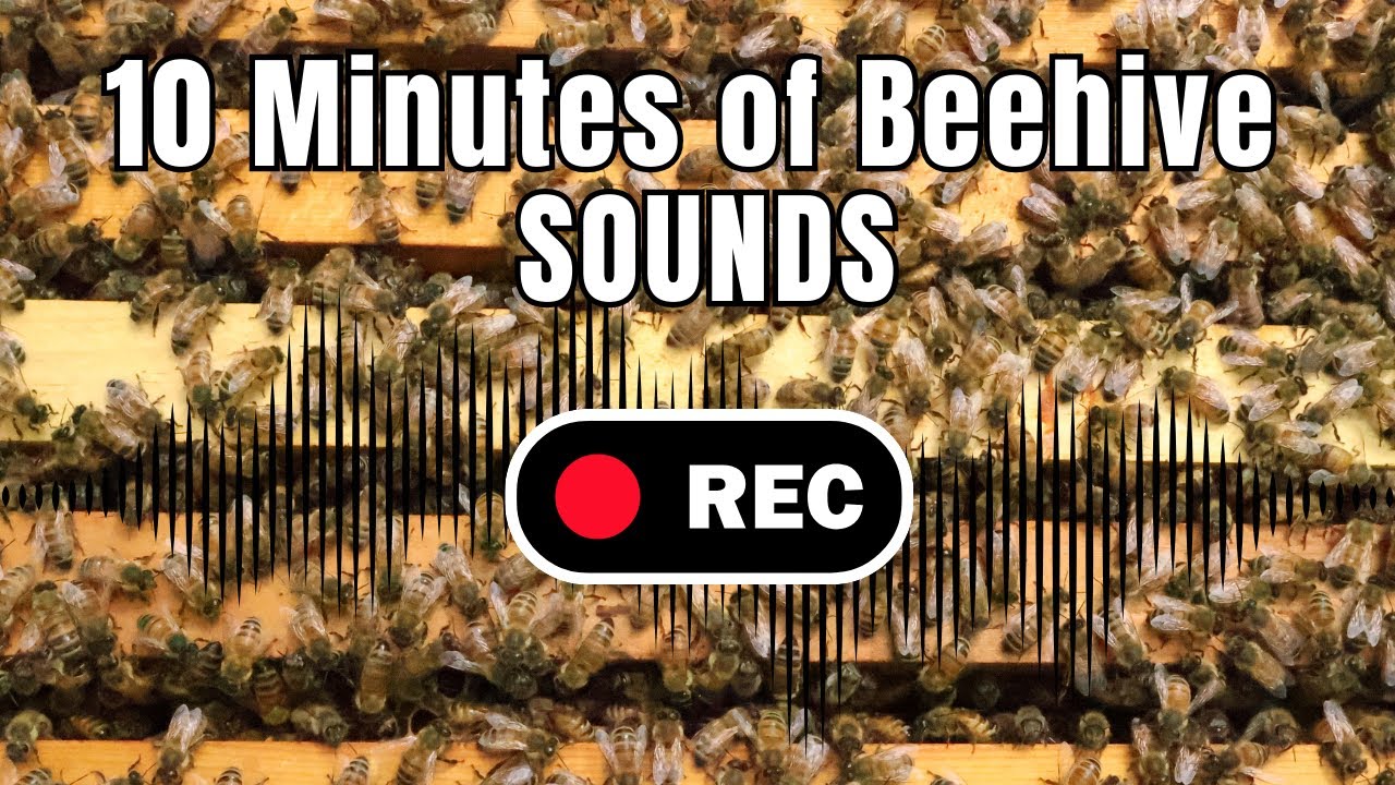 10 MINUTES of Calming Beehive Sounds 🔊Relaxing Bee Buzzing For Focus ...