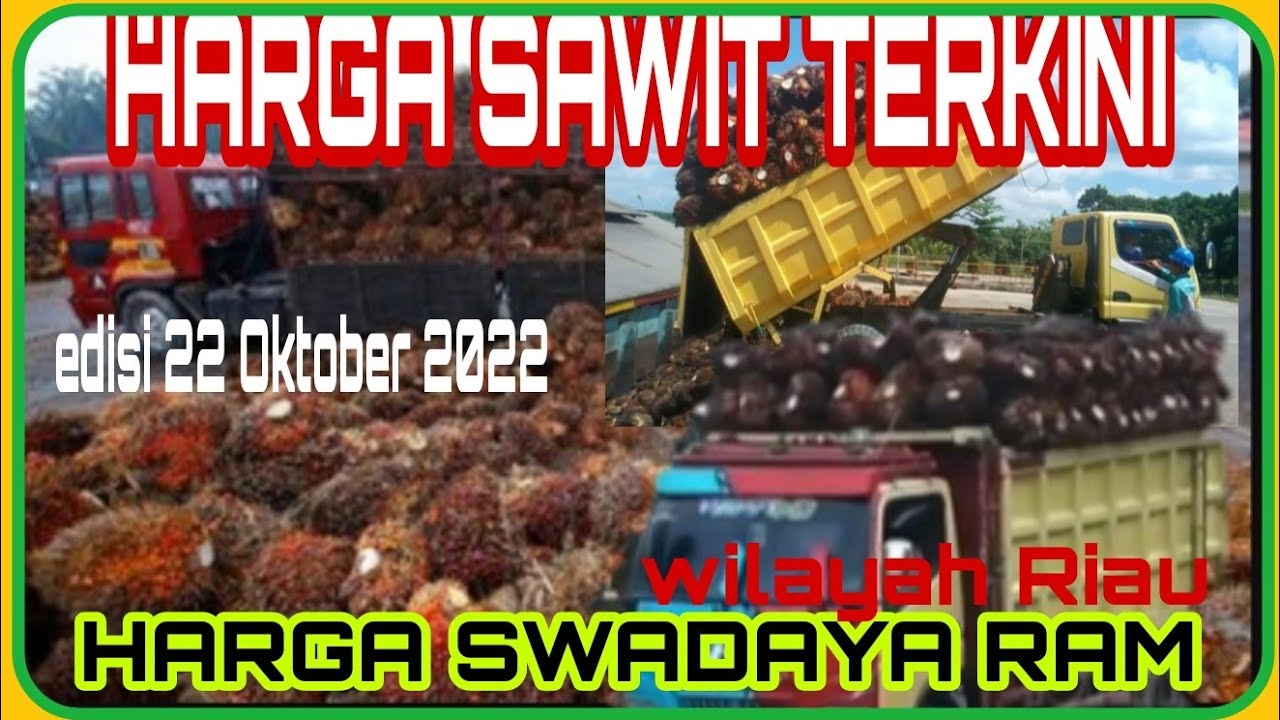 HARGA SAWIT TERKINI.HARGA DI TINGKAT RAM wil Riau....edisi 22 Oktober ...