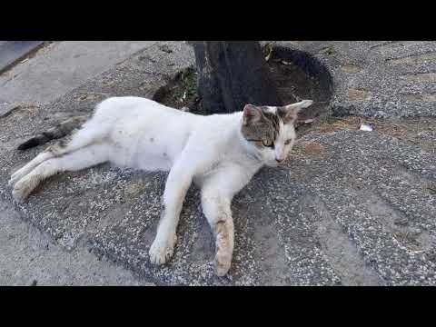 Selamünaleyküm Merhameti dürüstlüğü yaşayan cümle İnsanlara ve Aleykümselam cümle