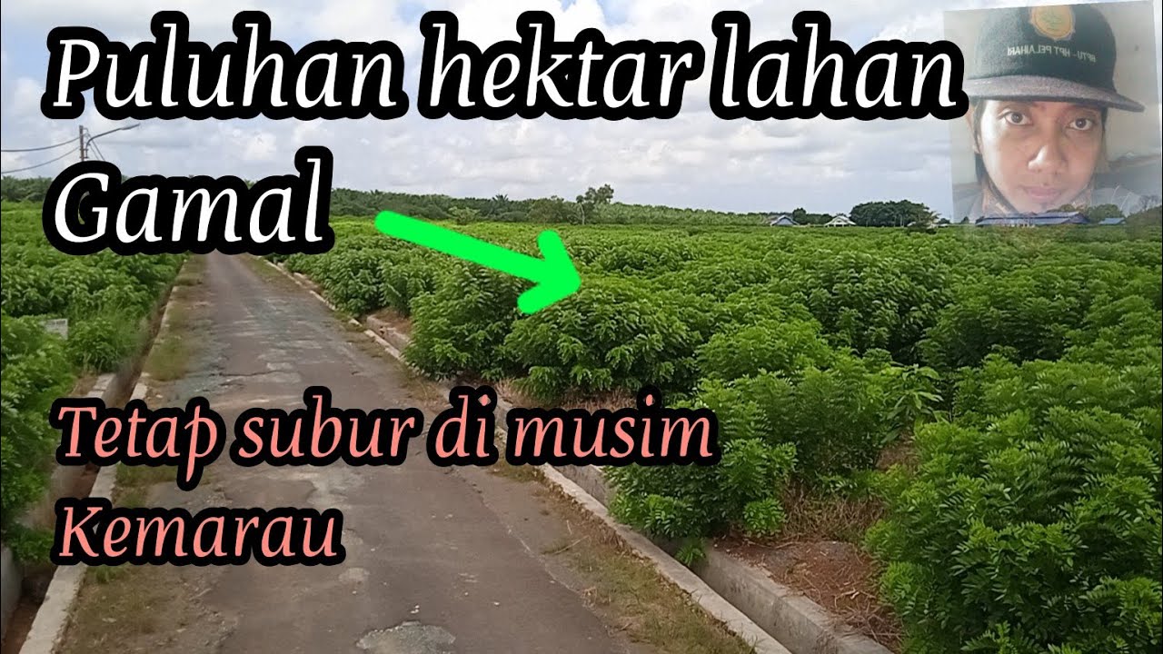 Subur dan melimpah, Sepanjang jalan dipenuhi ramban gamal (pakan ternak ...