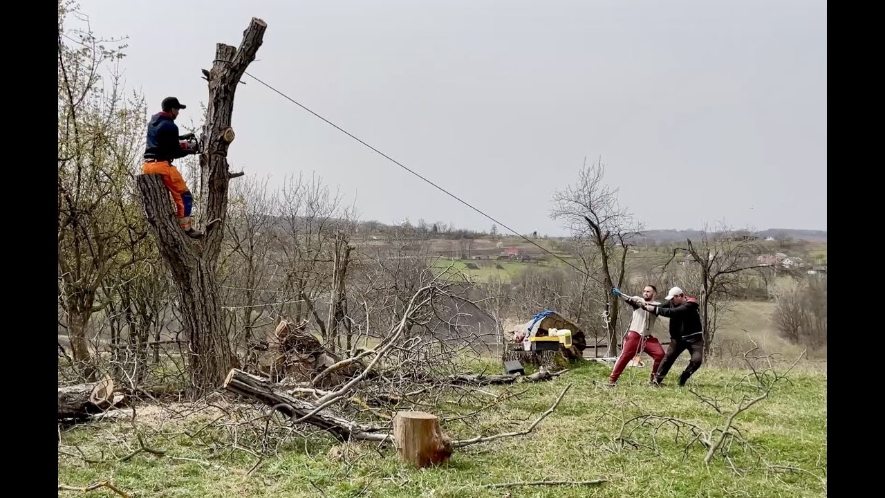 How We Cut Down a Huge Walnut Tree in 1 Hour – Using Only One Rope and ...