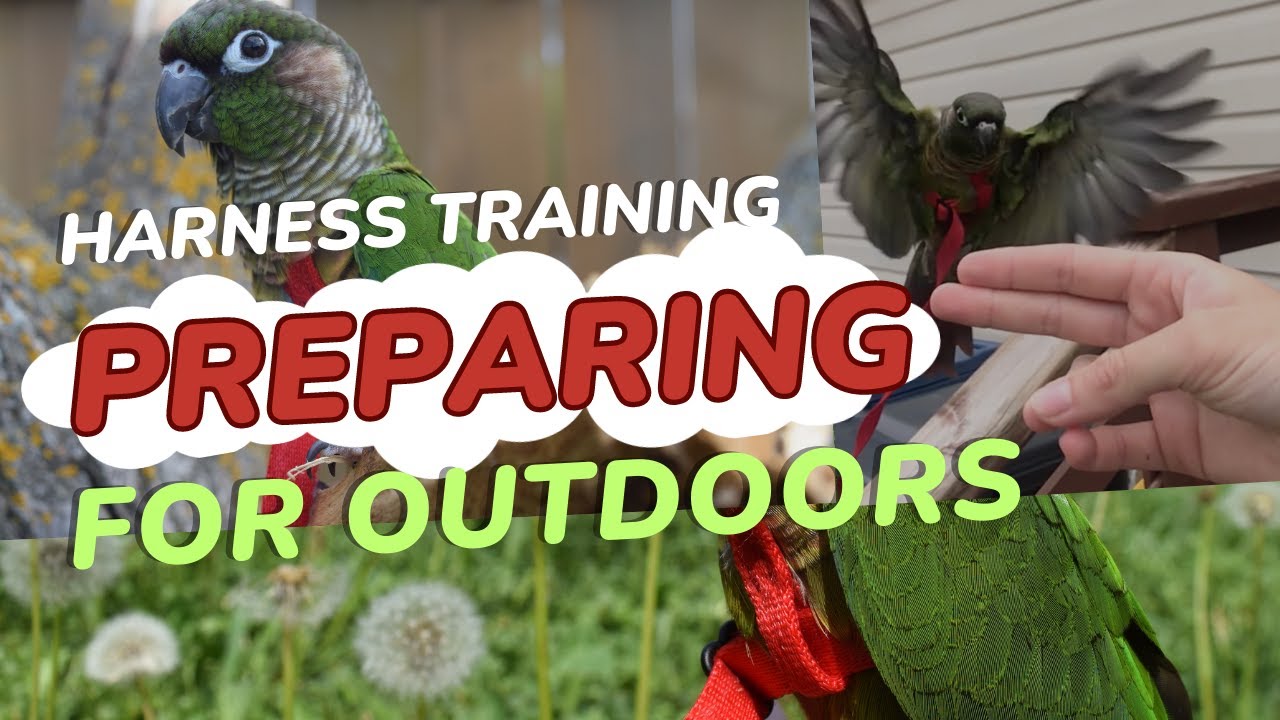 Harness Training Part 2: Heading Outside | Training Tutorials - YouTube