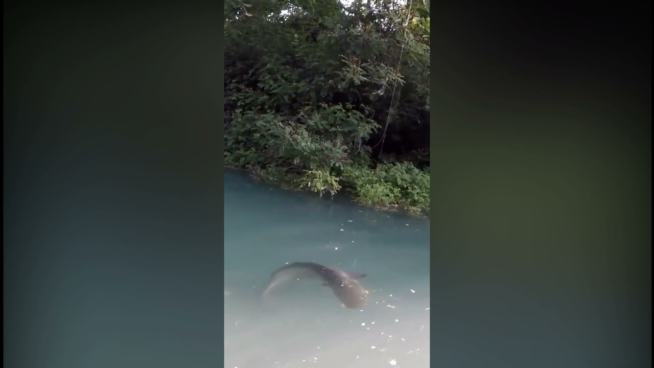 Top Seafood viral fish fishing Amazing fish video ,fishing video Tik ...