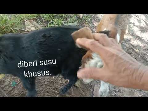 Merawat Ayam Bangkok,diumbar dan 2 anak kambing,1 bulan dengan susu khusus.Induknya mati