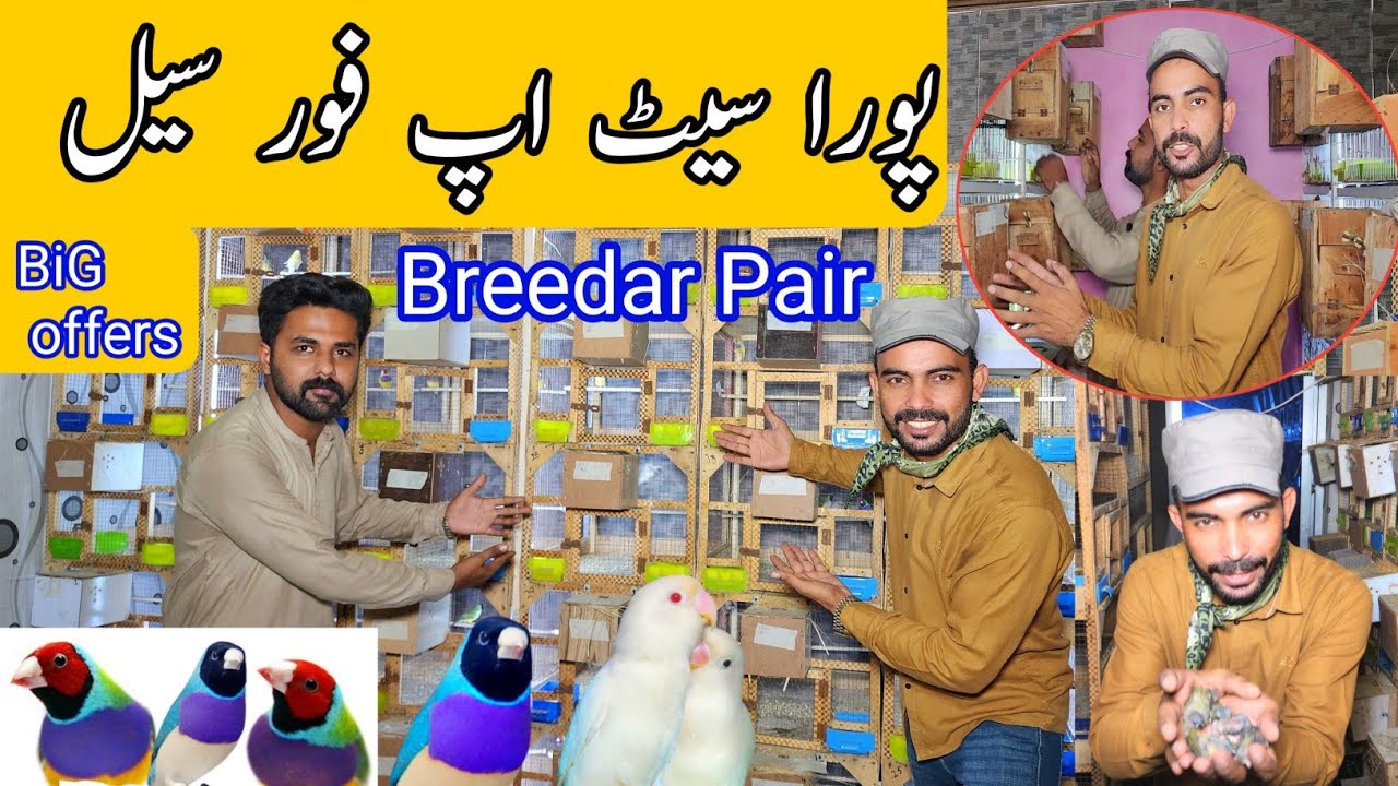Breedar pair Fown java / Gray java / Golden Finch Love bird Dove # ...