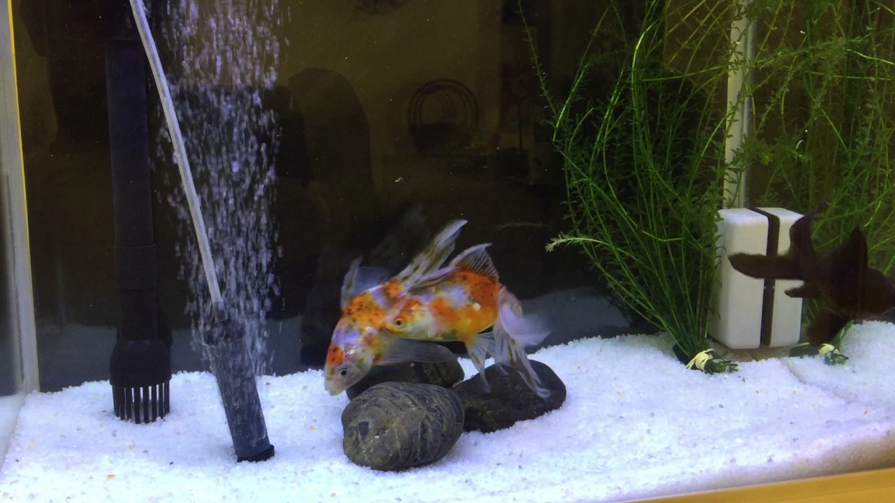 Goldfish Fighting or chasing? - YouTube