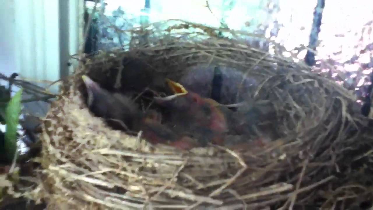 Baby Birds: just hatched robin eggs! - YouTube
