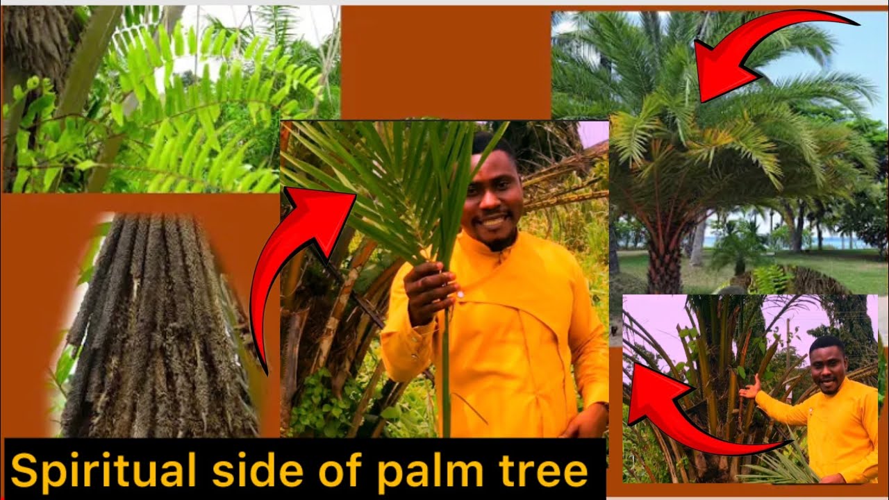 Spiritual & physical benefits of palm tree 🌴 you will shocked 😳 - YouTube