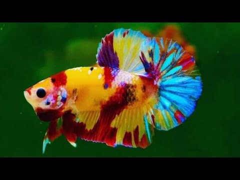 Ikan Cupang yellow Base multicolor Top Grade || Beta fish - YouTube