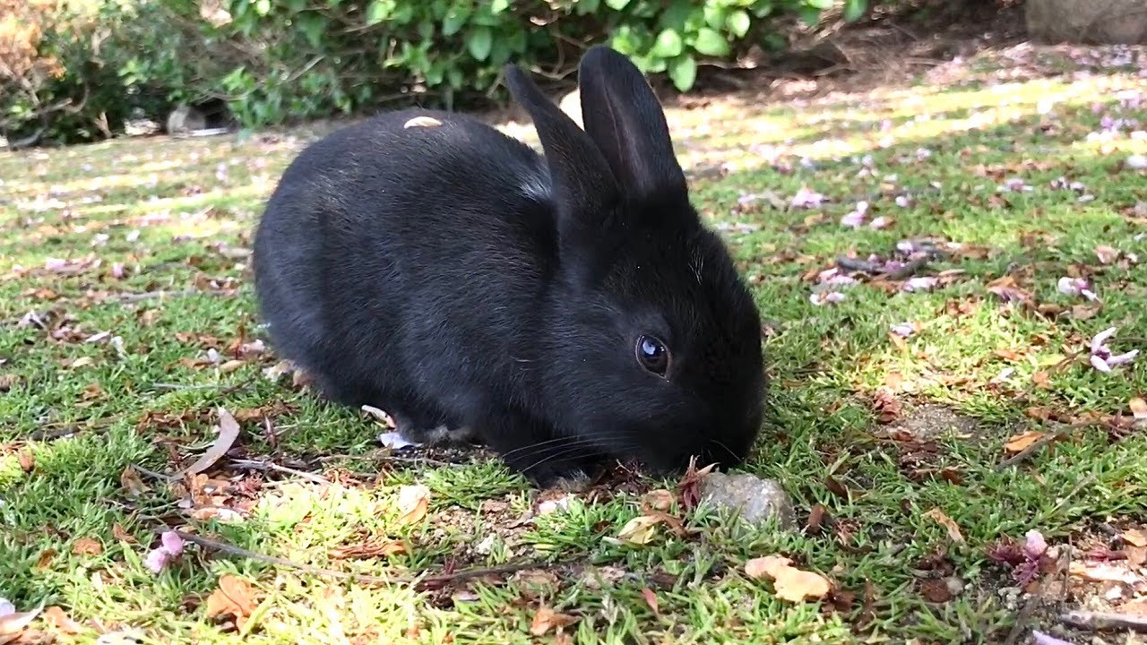 A baby black rabbit, just a few months old, is super cute! - YouTube