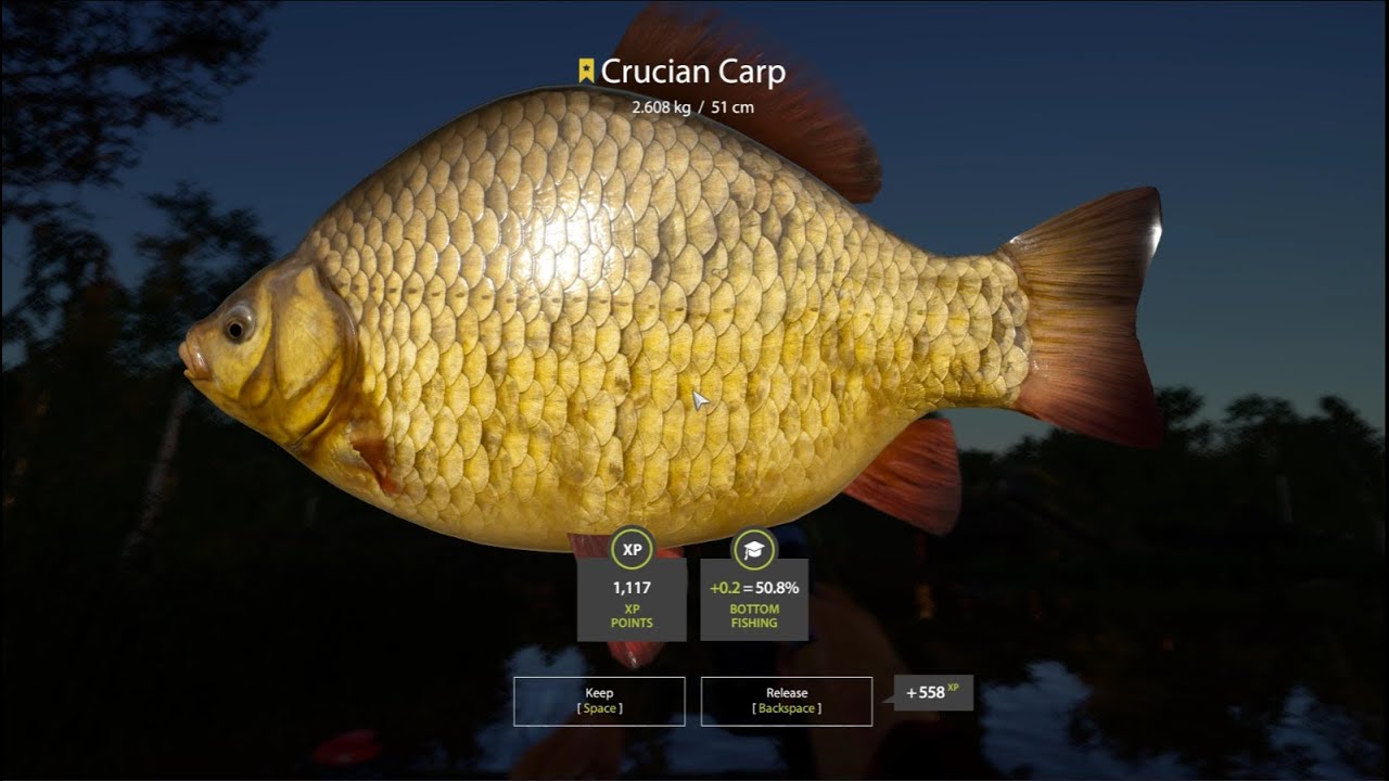 Crucian & Gibel carp VERY ACTIVE TROPHY SPOT!!! Russian Fishing 4 - YouTube