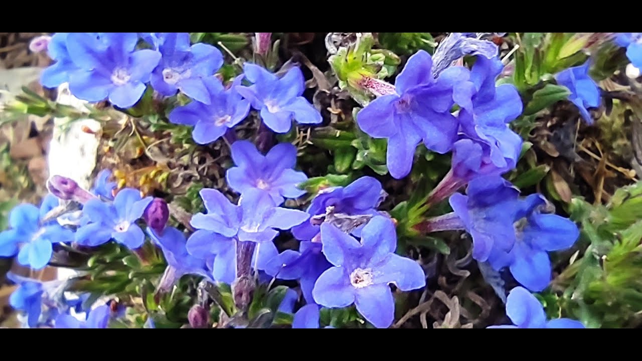 "Lotus" - Vetovo__2023 - YouTube