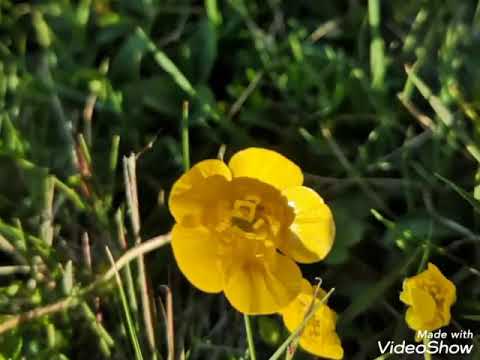 🌺🥀💐EN GÜZEL DOĞA MANZARALARİ💐🥀🌺KOYUMUZ🌺🥀💐 YAYLAMİZ 🥀🌺🌵