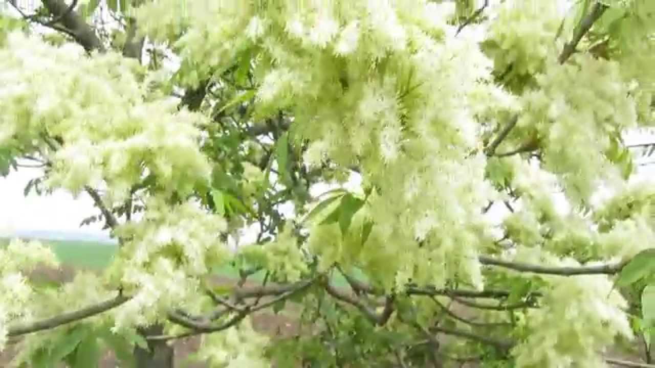 Flower pollen by Ash tree - YouTube