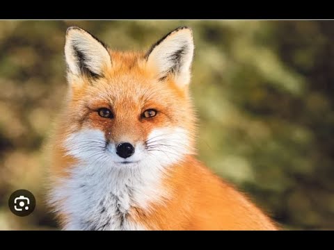 Vulpe tu mi-ai furat gasca - Maris Iuliana - YouTube